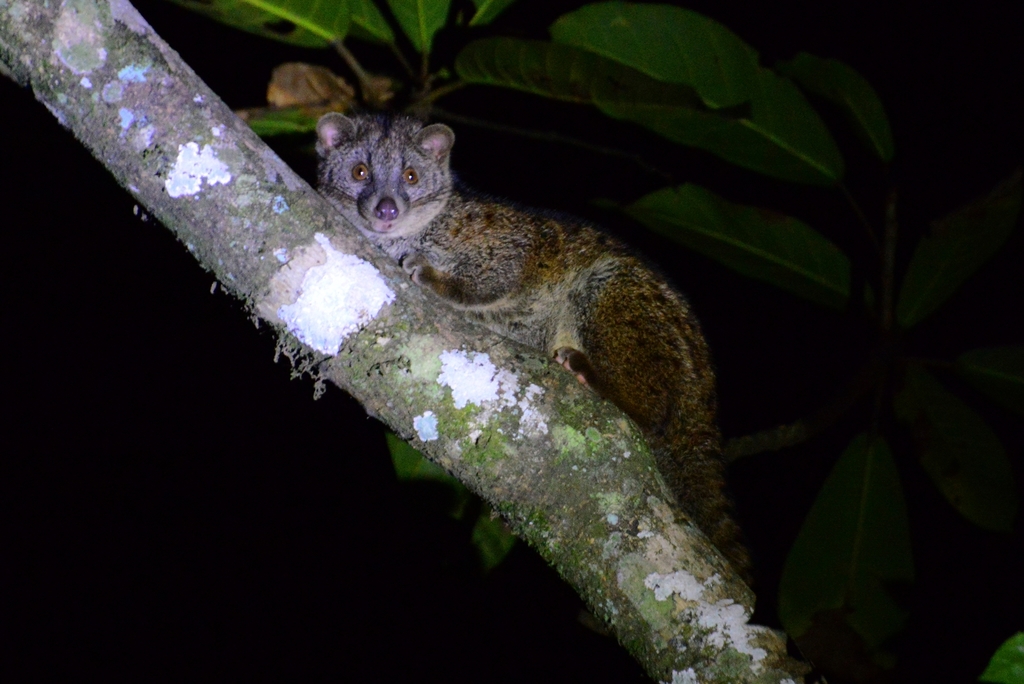 African Palm-civets (Nandiniidae) - Know Your Mammals