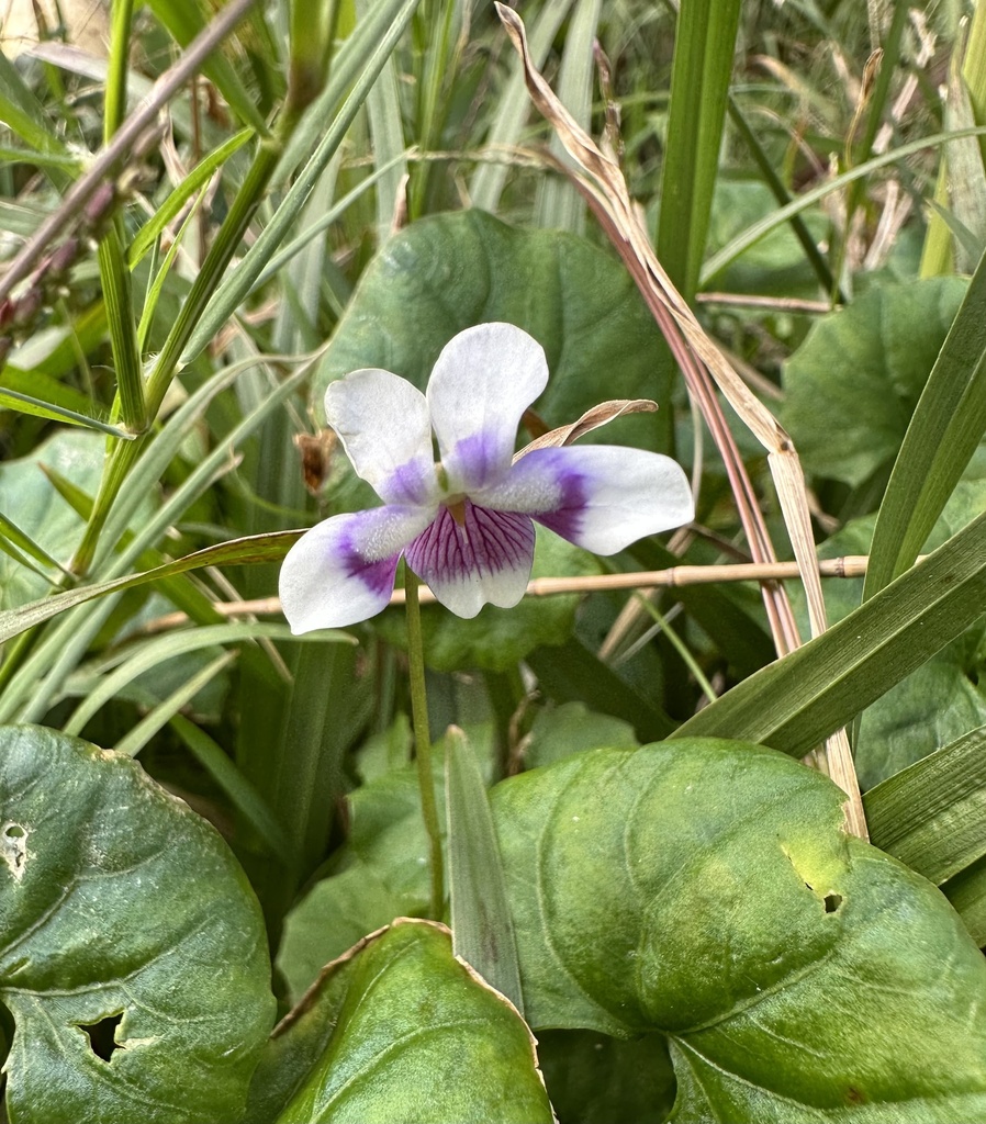 Banks' Violet from Kamay Botany Bay National Park, Kurnell, NSW, AU on ...