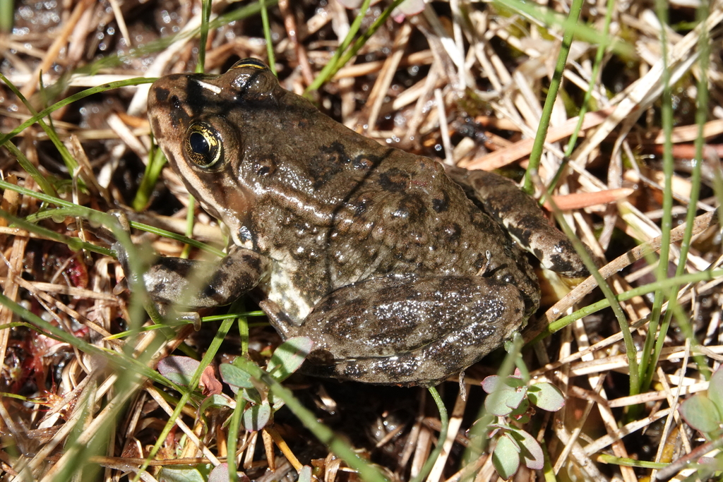 Columbia Spotted Frog from Custer County, ID, USA on July 2, 2023 at 11 ...