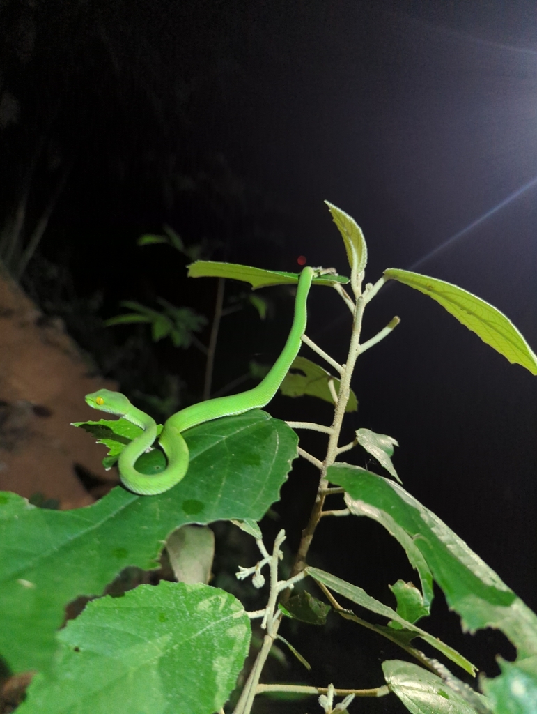 Kramer's Pit Viper in July 2023 by Adam Aslam · iNaturalist