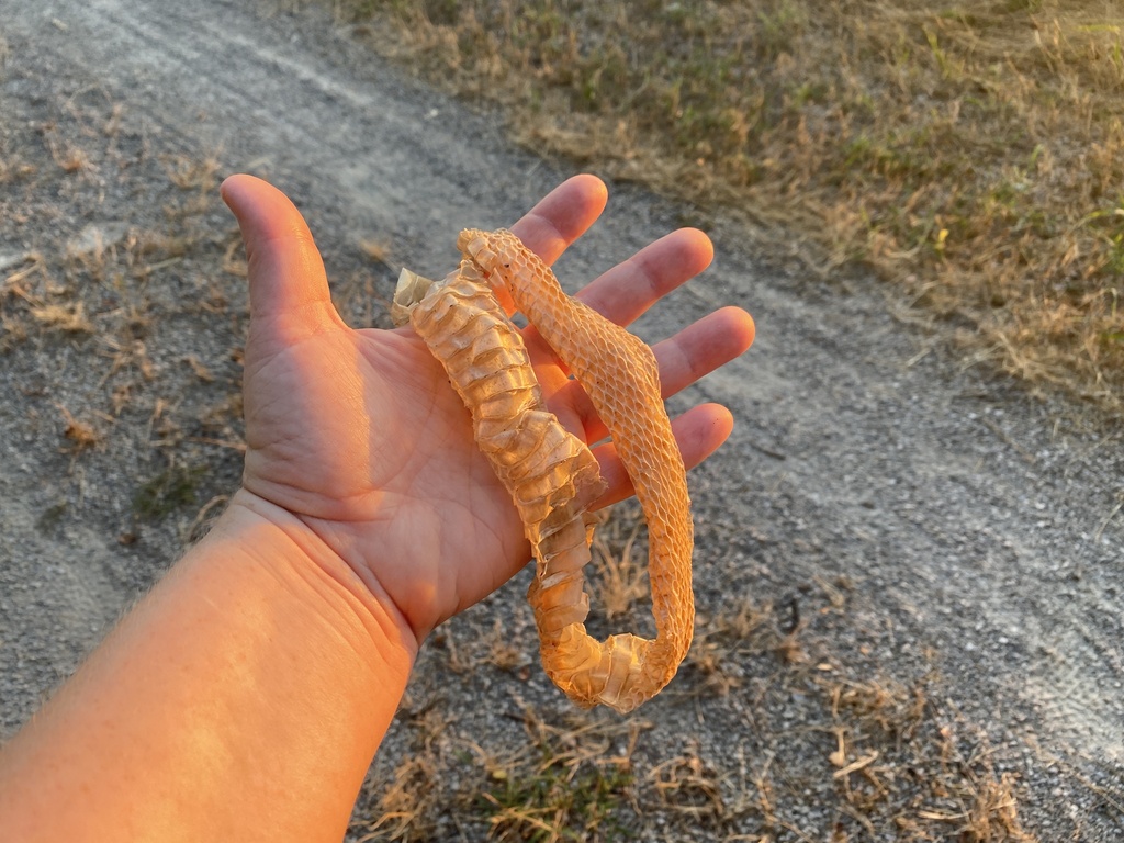 Snakes from Ray Roberts Lake State Park, Denton, TX, US on July 3, 2023 ...
