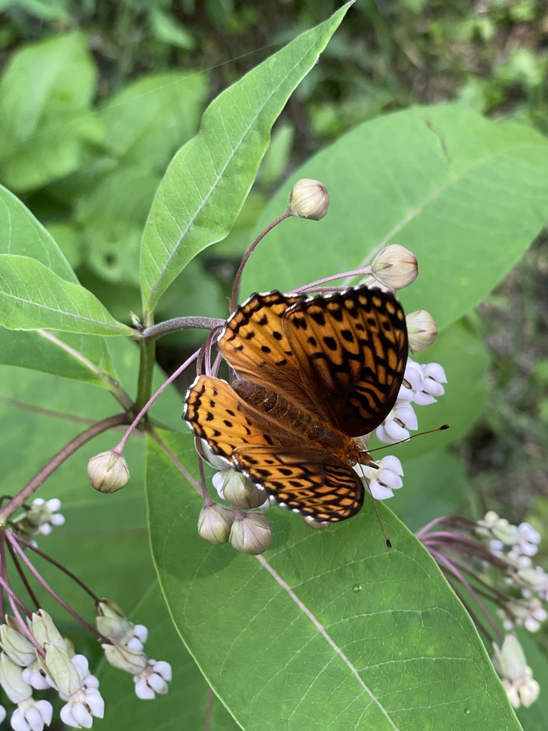 Great Spangled Fritillary from Roaring Creek Rd, Elysburg, PA, US on ...