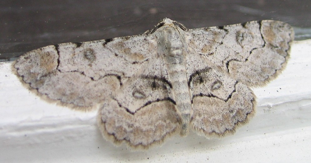 Bent-line Gray (Insects of Coffee County) · iNaturalist