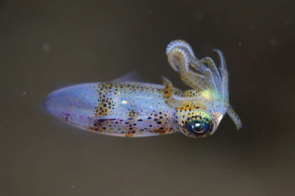 Southern Reef Squid from Mornington P'sula - West, AU-VI, AU on ...