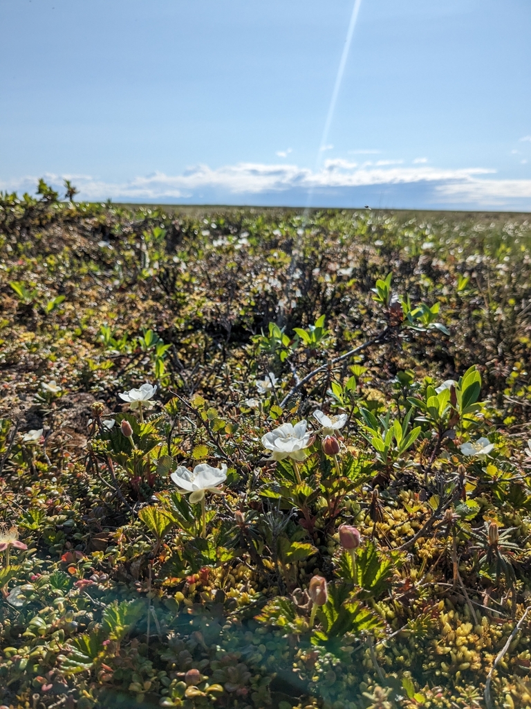 cloudberry from BARROW, AK 99789, USA on June 30, 2023 at 05:04 PM by ...
