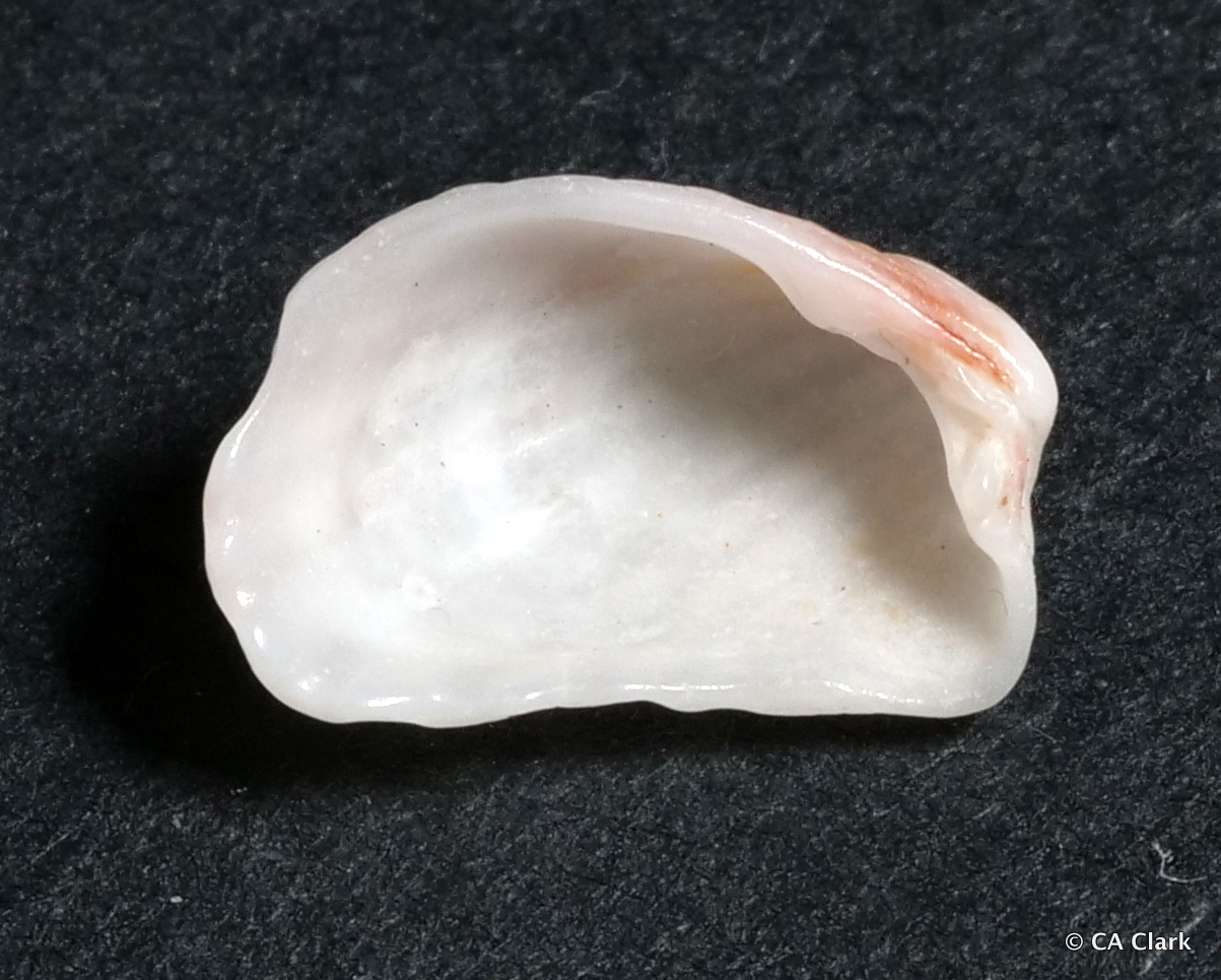 Cardita variegata Bruguière, 1792