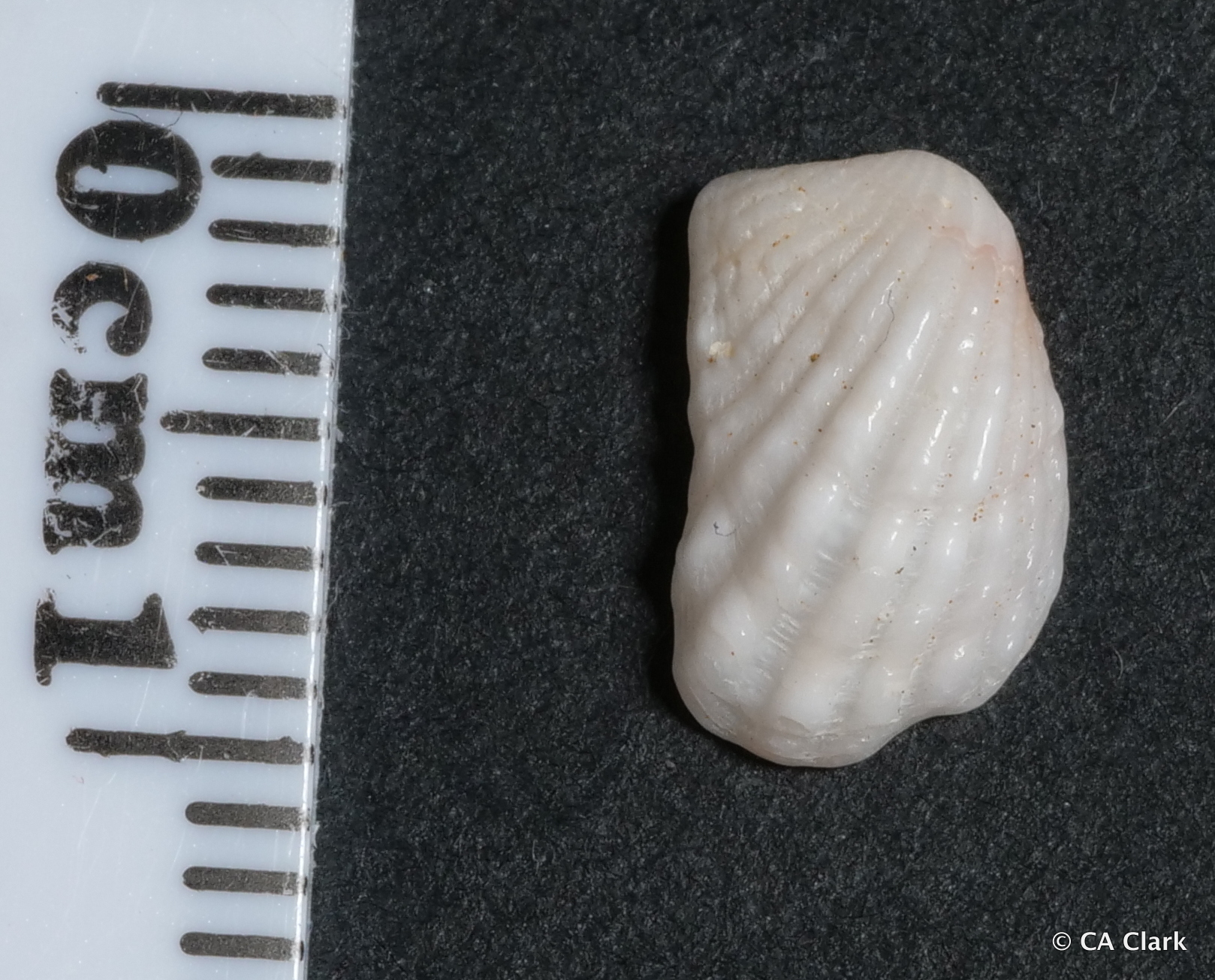 Cardita variegata Bruguière, 1792