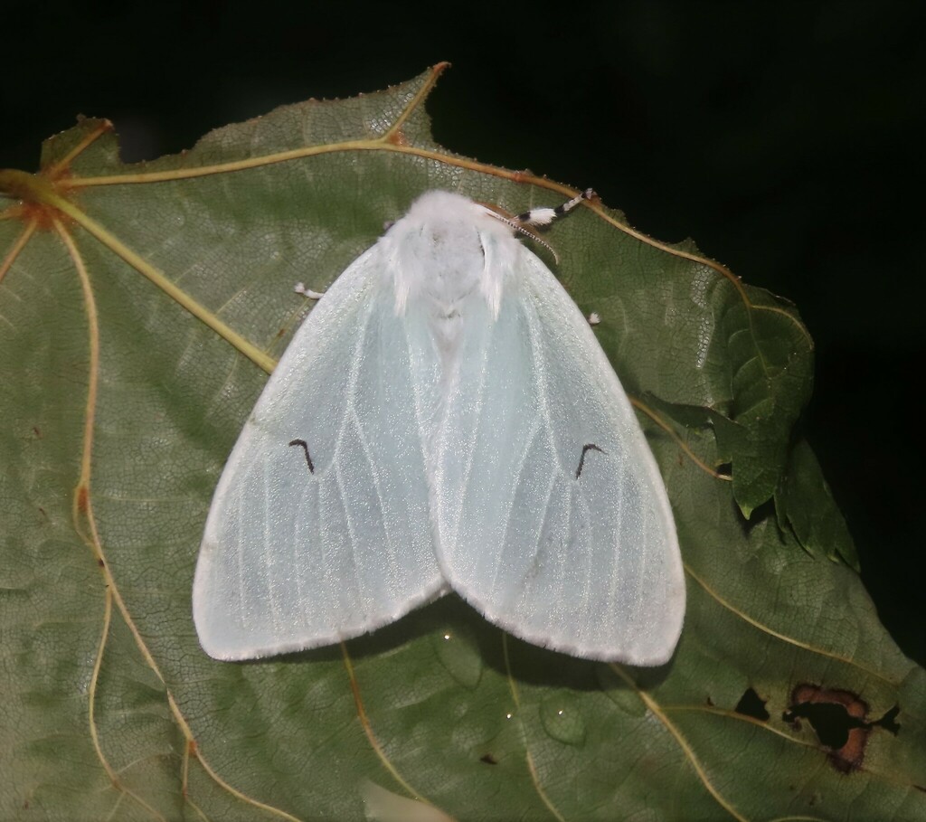 Black V Moth from 752 01 Křenovice, Česko on July 2, 2023 at 08:44 PM ...
