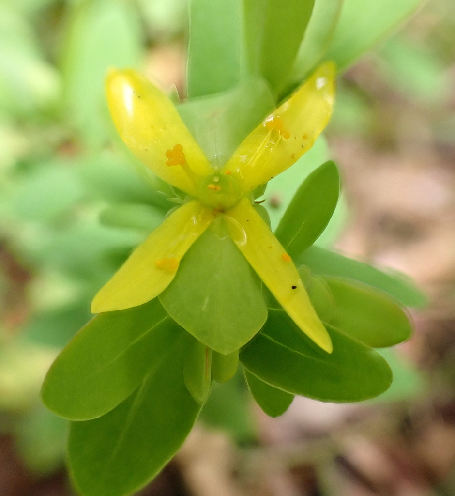 St. Andrew's cross from Silverleaf Terrace, Richmond, VA 23236, USA on ...