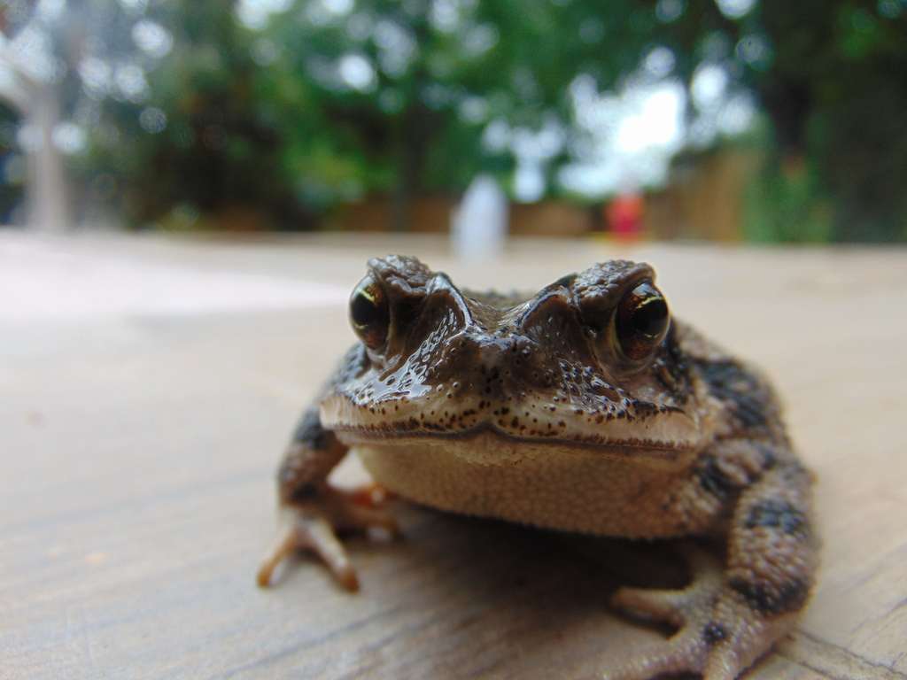 Gulf Coast Toad from El Ranchito, 67303 Santiago, N.L., México on July ...