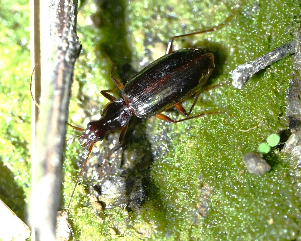 Platynini from Yichang, Hubei, China on March 13, 2023 at 08:06 PM by ...