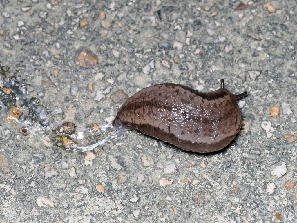 Chinese Slug in July 2023 by Sakern | 永隔一江水 · iNaturalist