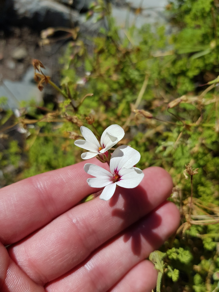 brittle-stalked pelargonium from Gamkaberg on December 25, 2018 at 09: ...