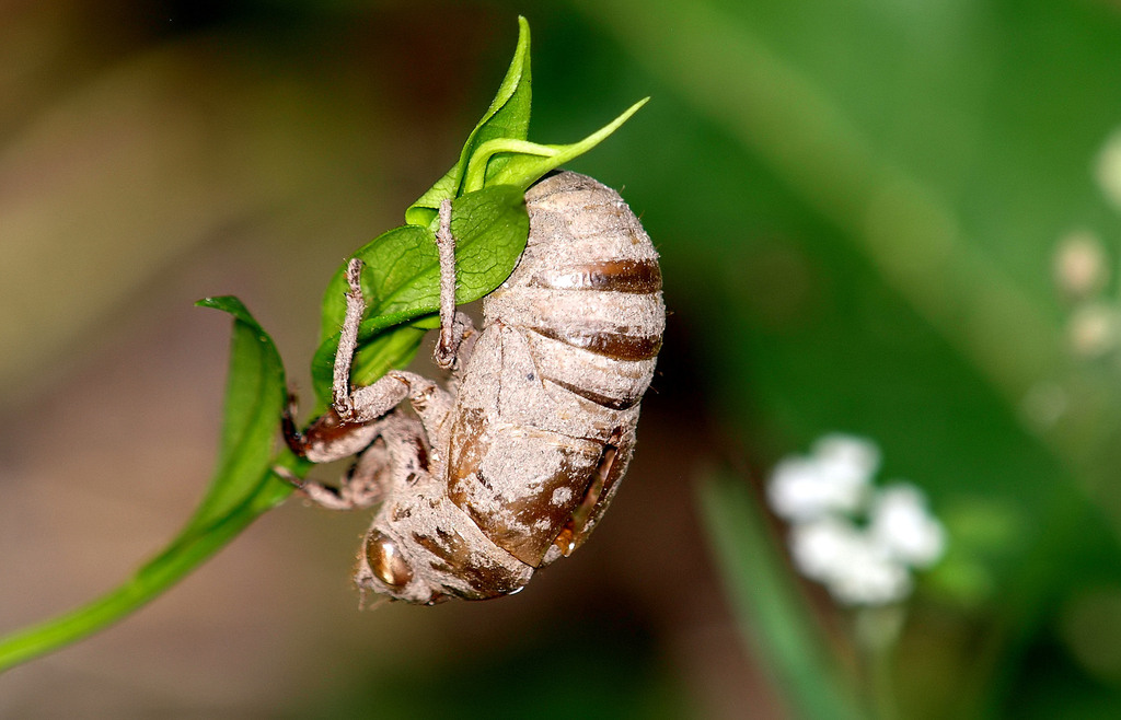 Superb Dog-day Cicada from One Eleven Ranch Park 2121 E Brand Rd ...