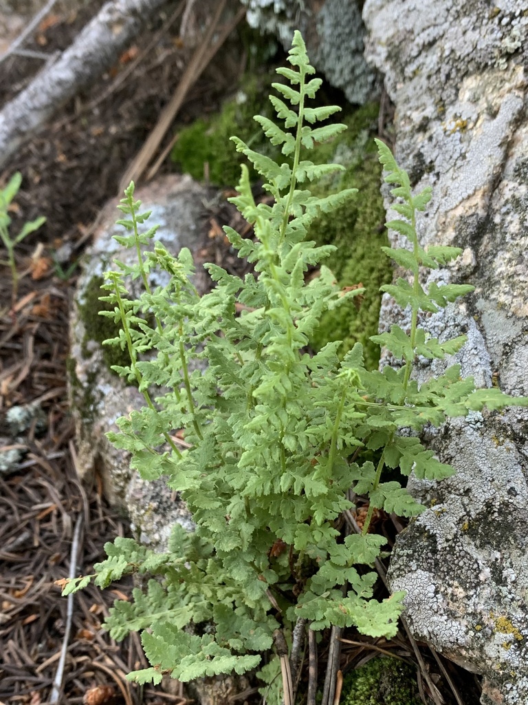 cliff ferns from Woodland Dr, Evergreen, CO, US on July 03, 2023 at 07: ...