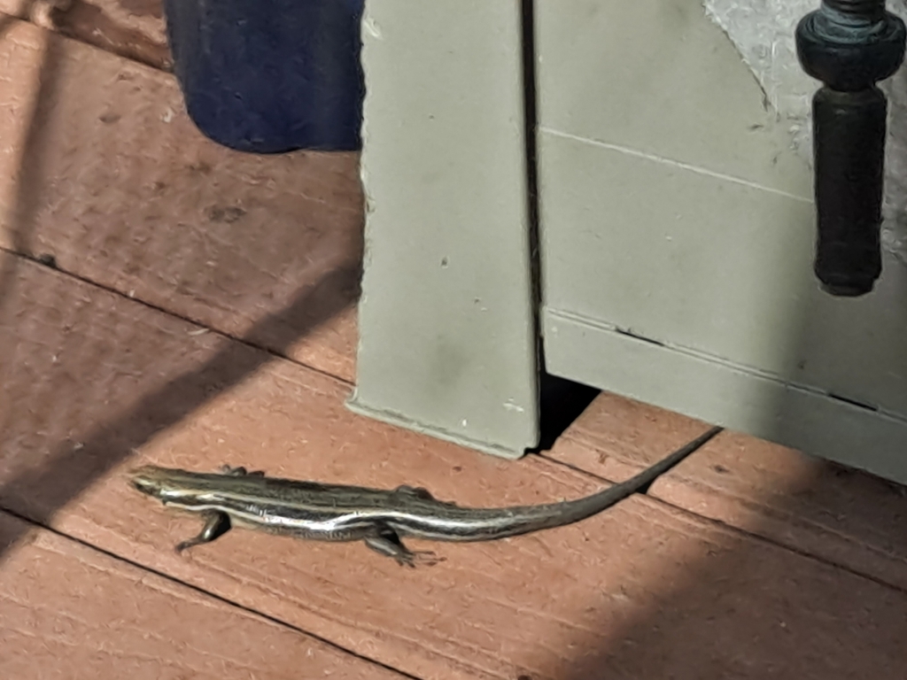 Toothy Skinks from Livingston, TX 77351, USA on July 03, 2023 at 09:17 ...
