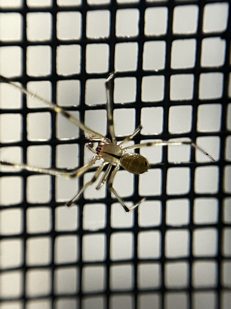 Typical Cobweb Spiders in July 2023 by nghpoet · iNaturalist