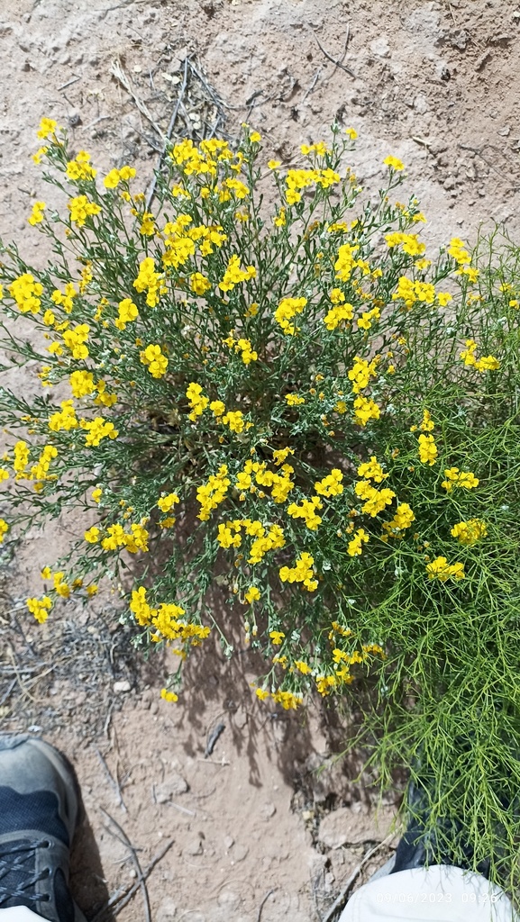 woolly paperflower from Municipio de Juárez, Chih., México on June 6 ...
