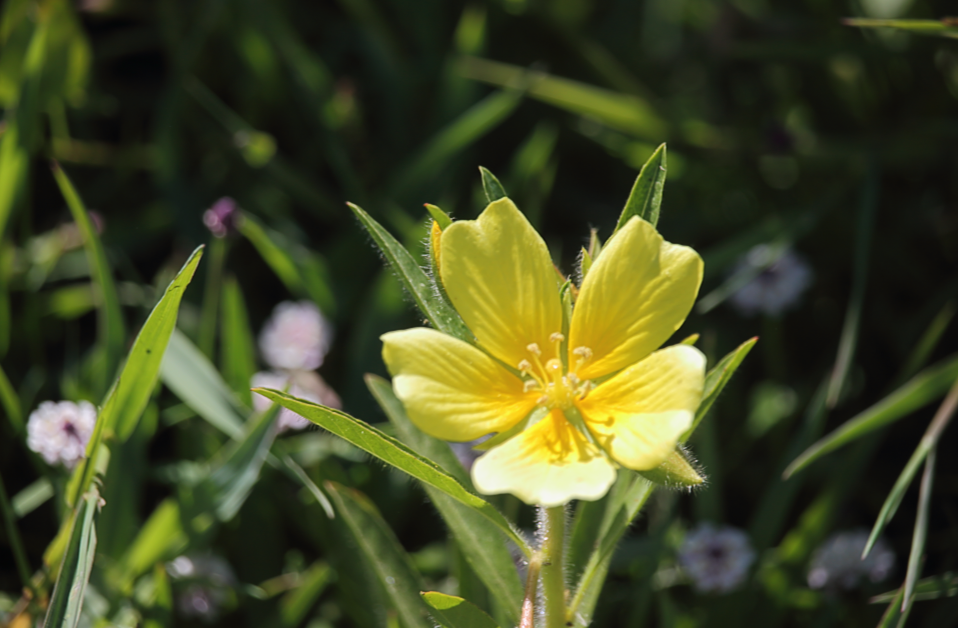 water primrose from Concepcion, Bío Bío, Chile on December 14, 2019 at ...