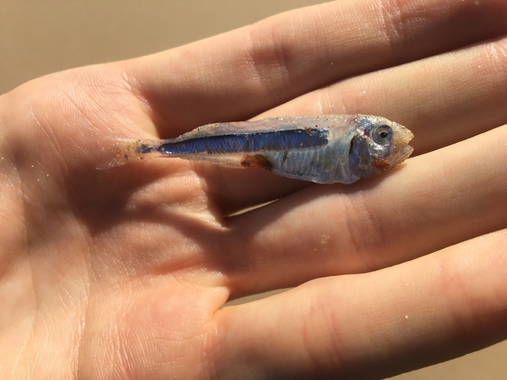 Isonids (Isonidae) - Marine Life Identification