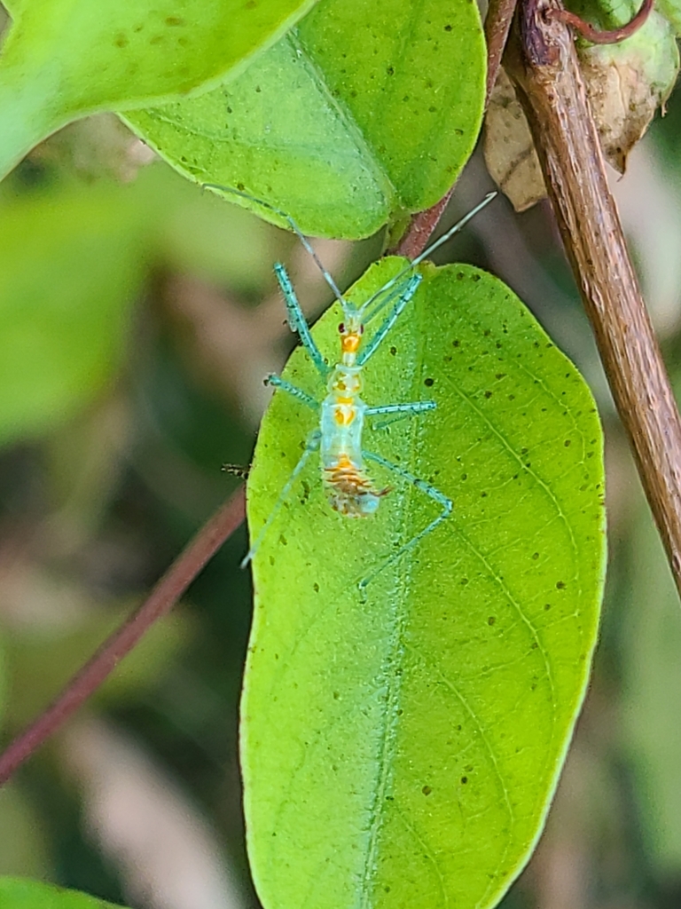 Leafhopper Assassin Bug from Fort Worth, TX 76107, USA on July 3, 2023 ...
