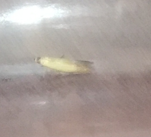 The Golden Sweeper from Long Island, Manhasset, NY, US on July 3, 2023 ...