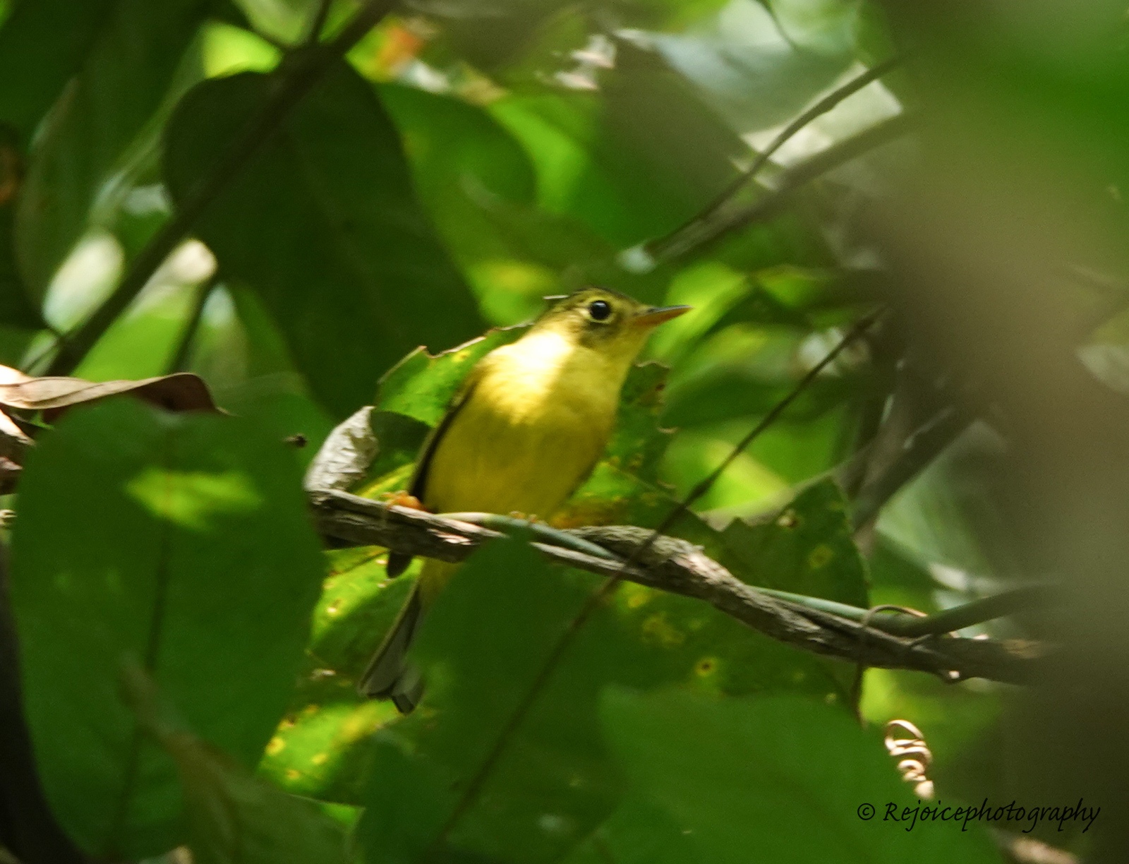 Seicercus burkii (Burton, 1836)