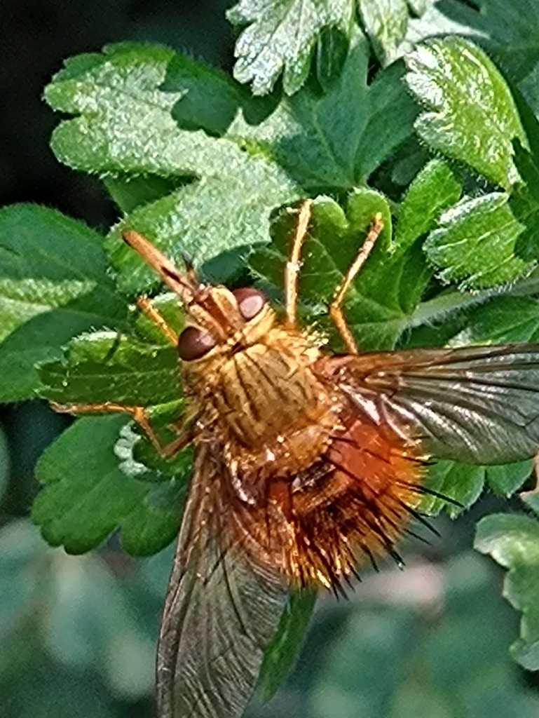 Adejeania in July 2023 by Anayeli Guzmán Enríquez · iNaturalist