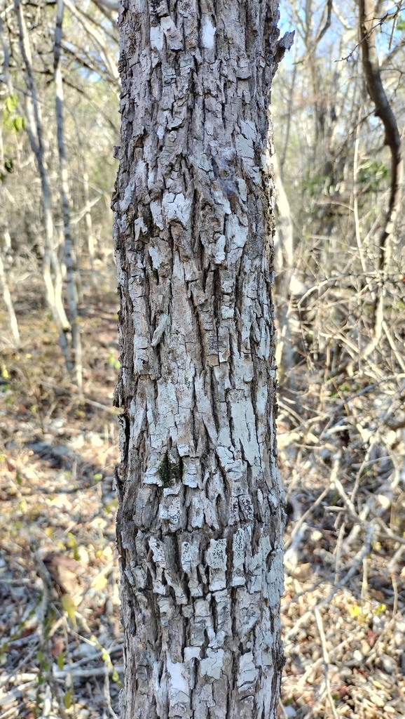 Caribbean Princewood in June 2023 by Brenda Gómez · iNaturalist