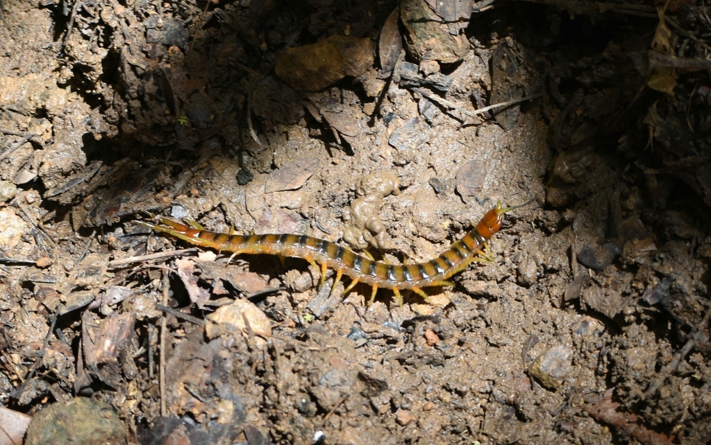 Caribbean Giant Centipede from El Bonete on June 10, 2023 at 02:52 PM ...