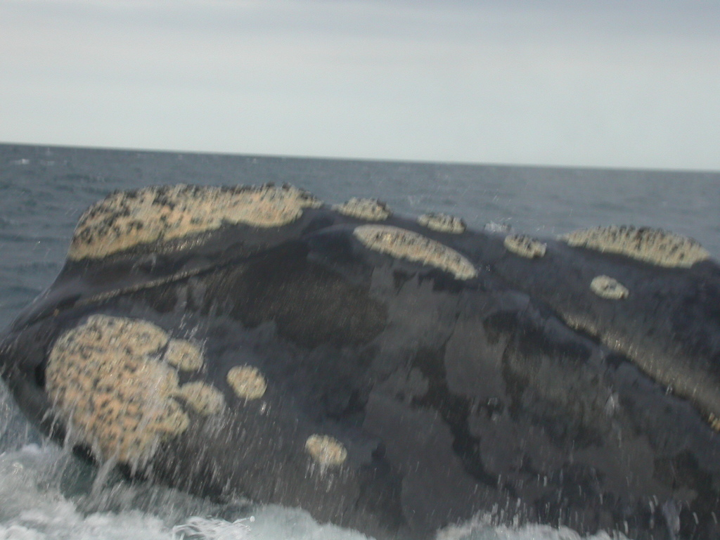 Southern Right Whale from valdes peninsula on July 12, 2005 at 02:59 PM ...