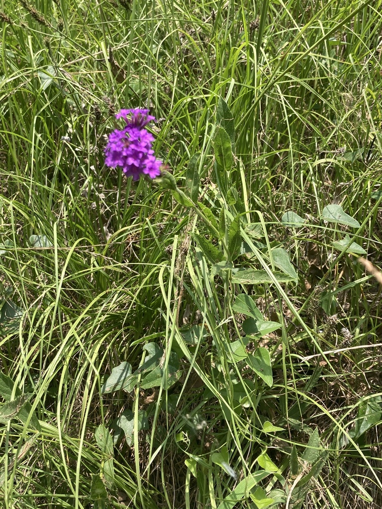 Slender Vervain from Clay St, Vicksburg, MS, US on July 3, 2023 at 12: ...