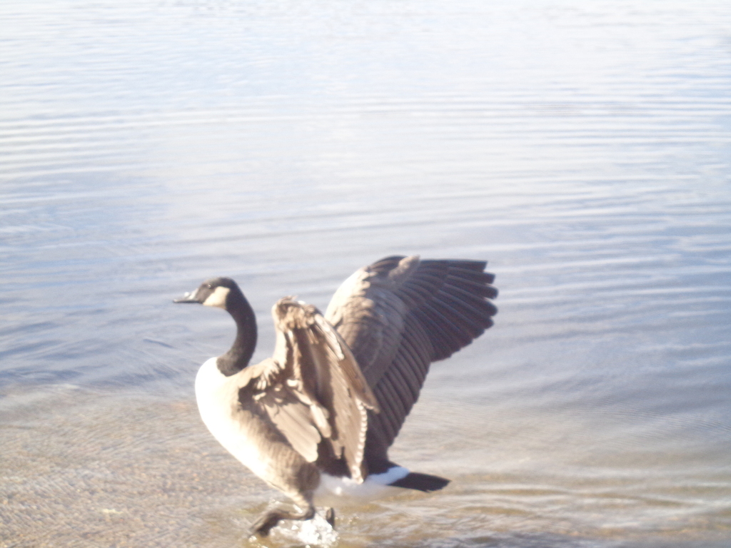 Canada Goose from Lake George on November 1, 2022 at 12:34 PM by ...