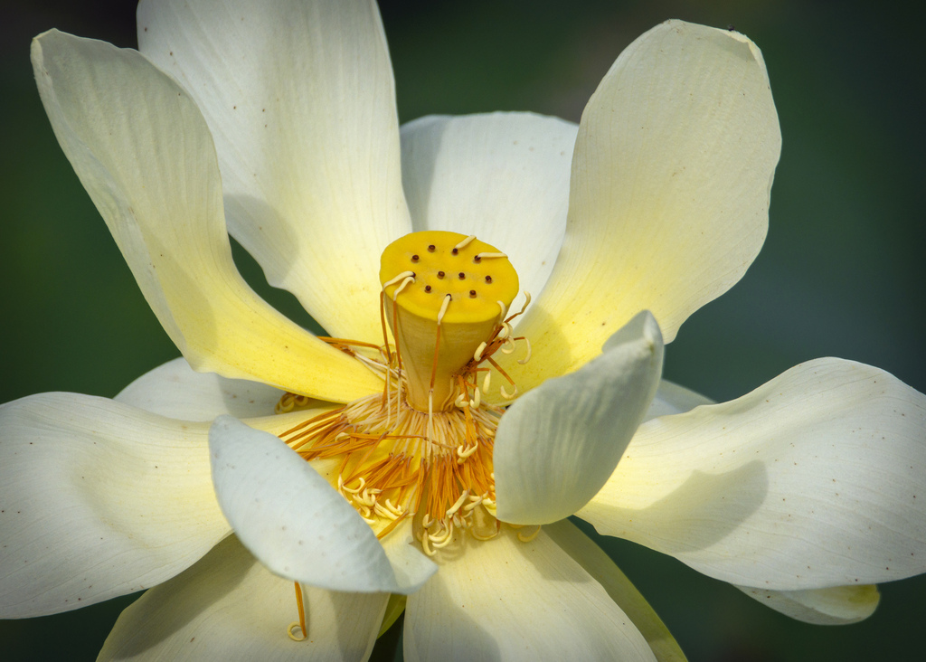 American lotus from Sugar Land, TX, USA on July 2, 2023 at 09:24 AM by ...