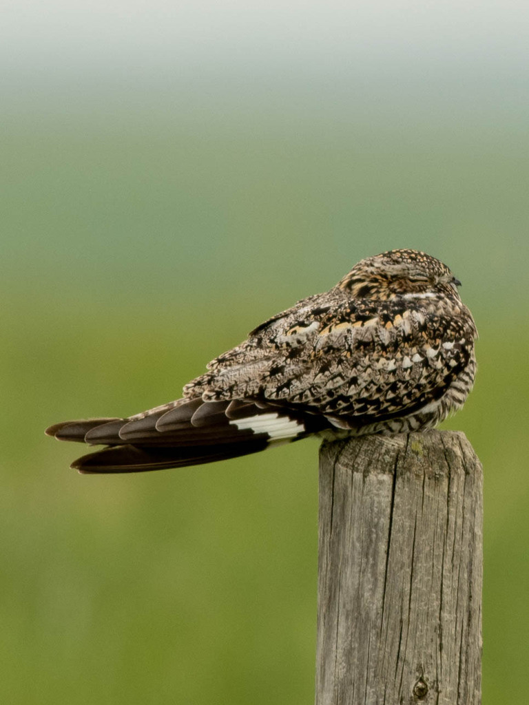 Common Nighthawk from Val Marie No. 17, SK S0N, Canada on June 14, 2023 ...