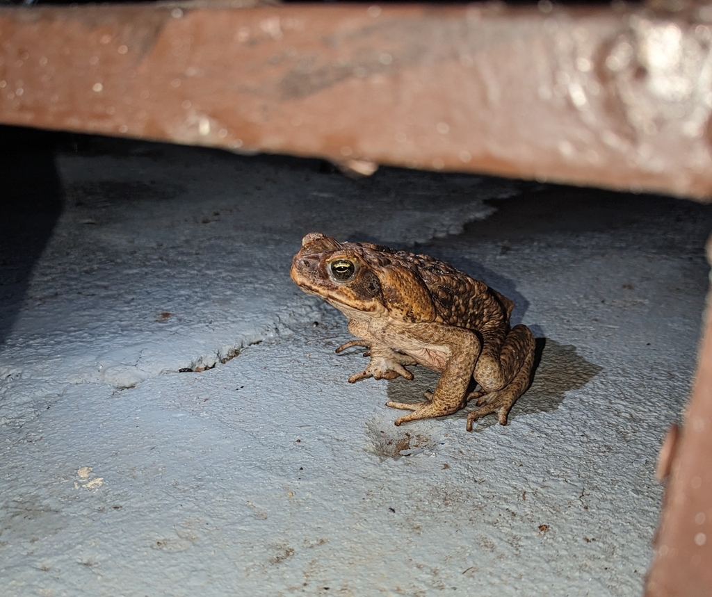Cane Toad from 57RJ+Q6, Río, Naguabo 00718, Puerto Rico on July 1, 2023 ...