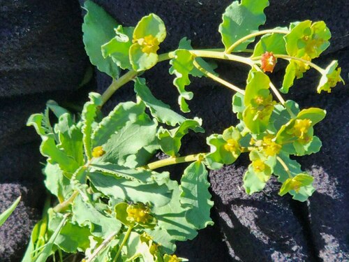 Observations by ivan_savinov · iNaturalist