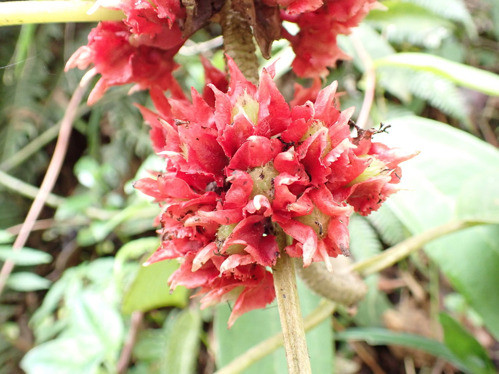 Glossoloma ichthyoderma from Quijos, Ecuador on June 22, 2023 at 11:11 ...