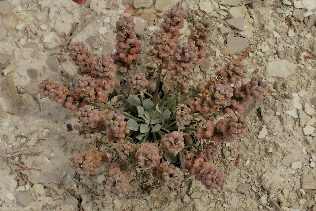 Double Bladderpod from Moffat County, CO, USA on June 18, 2023 at 11:43 ...