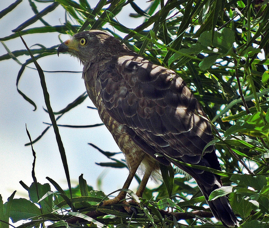 Roadside Hawk from Paso de Ovejas, 91670 Paso de Ovejas, Ver., México ...