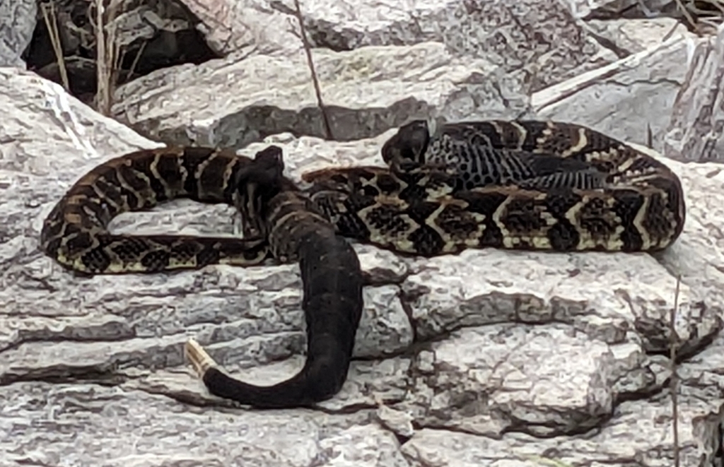 Timber Rattlesnake in July 2023 by Craig Burkhart · iNaturalist