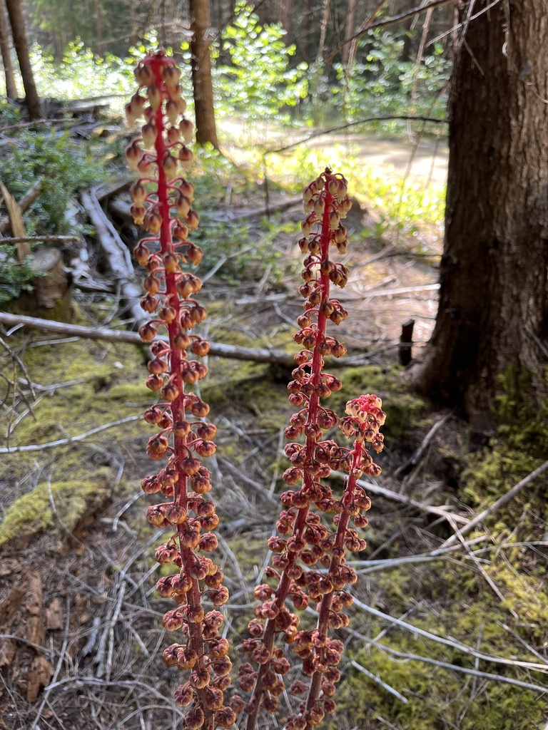 woodland pinedrops from Poulsbo, WA, US on July 3, 2023 at 09:46 AM by ...