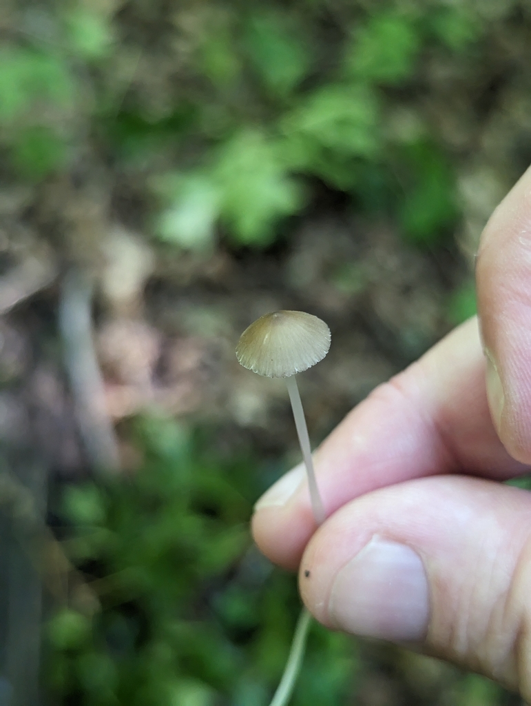 Hydropus from Cloverdale Township, IN, USA on July 3, 2023 at 02:35 PM ...