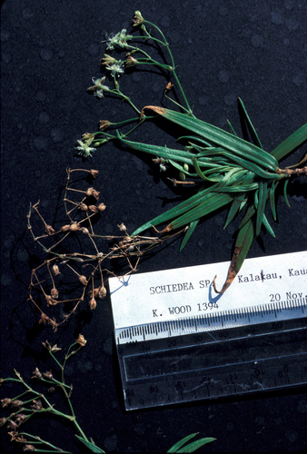 Kalalau Schiedea (Schiedea attenuata) · iNaturalist