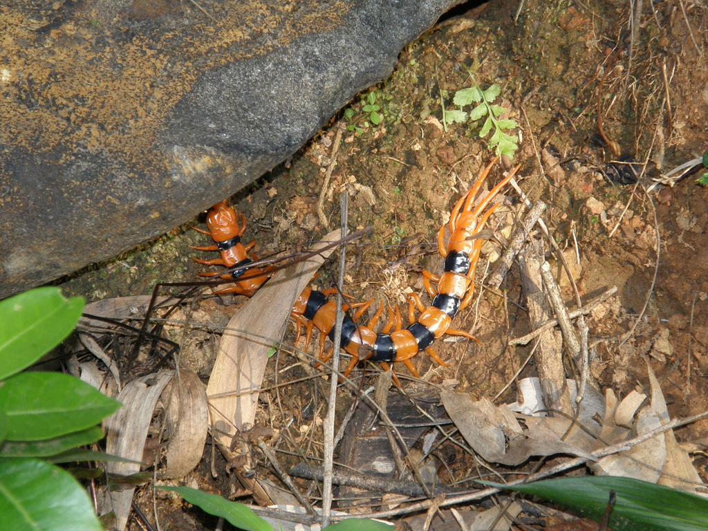 Indian Tiger Centipede from Choraundem, Goa, Indien on November 11 ...