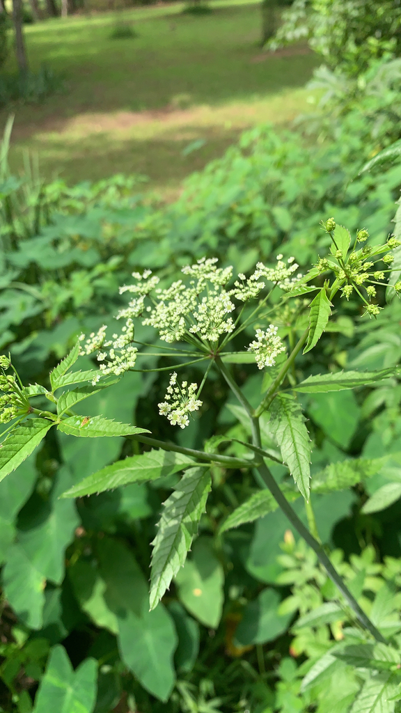water hemlock in July 2023 by maria-theresa · iNaturalist