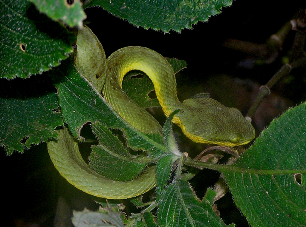 Common Bamboo Viper from Virdi, Maharashtra, Indien on January 3, 2004 ...