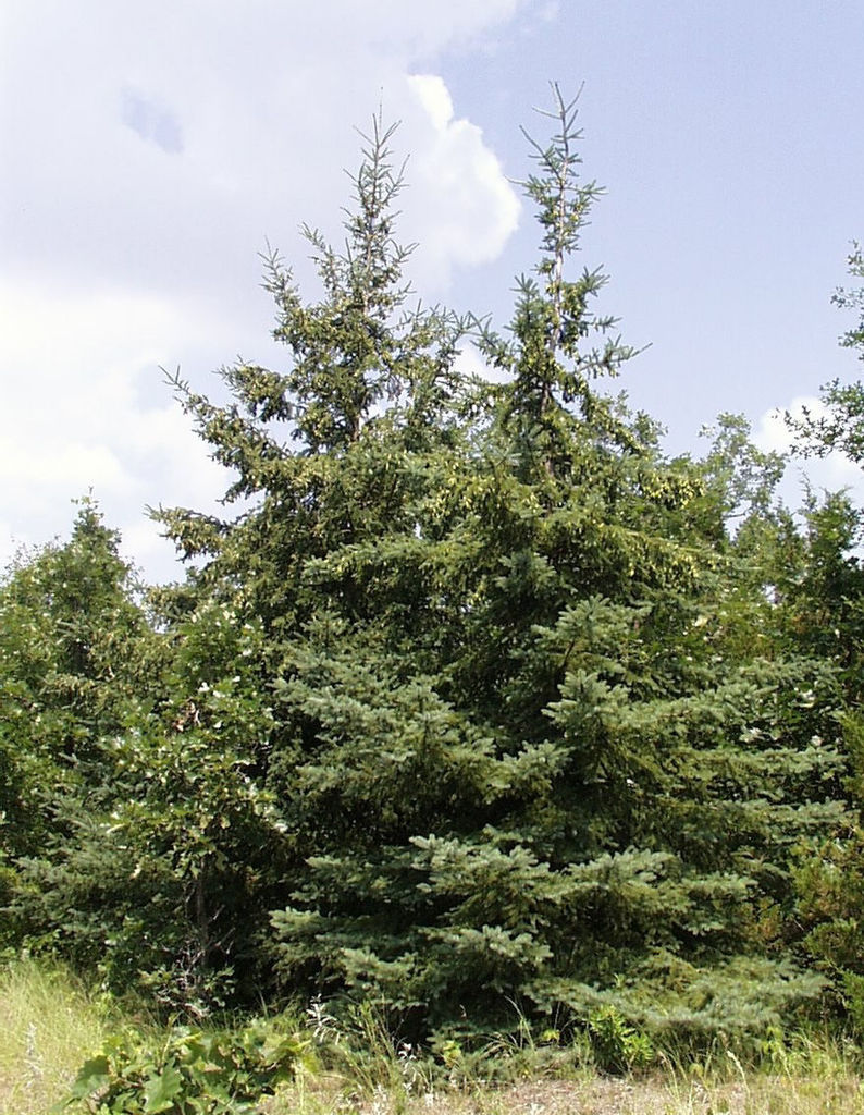 White Spruce (Ivvavik National Park) · iNaturalist
