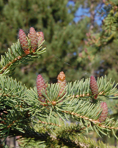 White Spruce (Ivvavik National Park) · iNaturalist