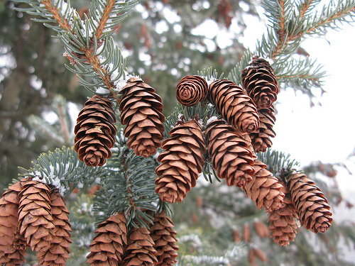 White Spruce (Ivvavik National Park) · iNaturalist